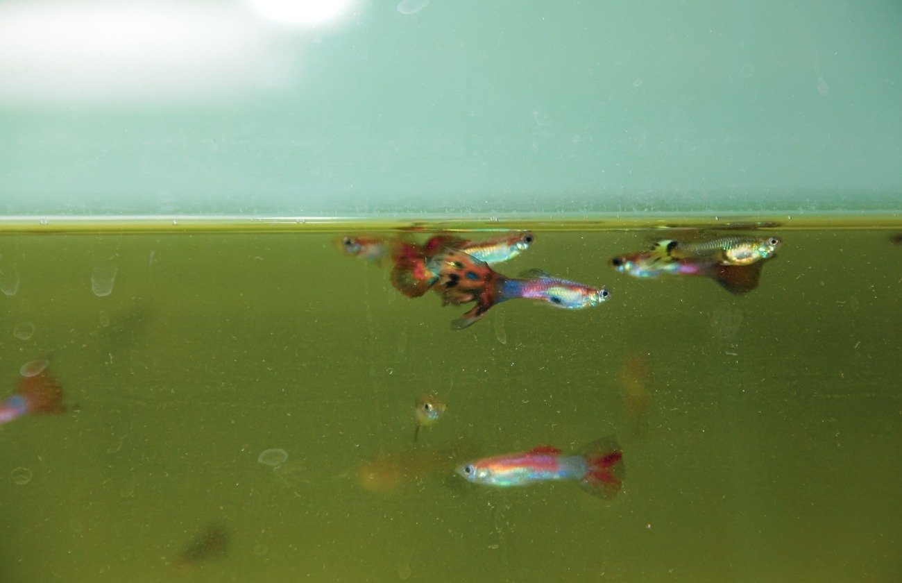 Guppy Fish in Your Tank - Guppy Breeding