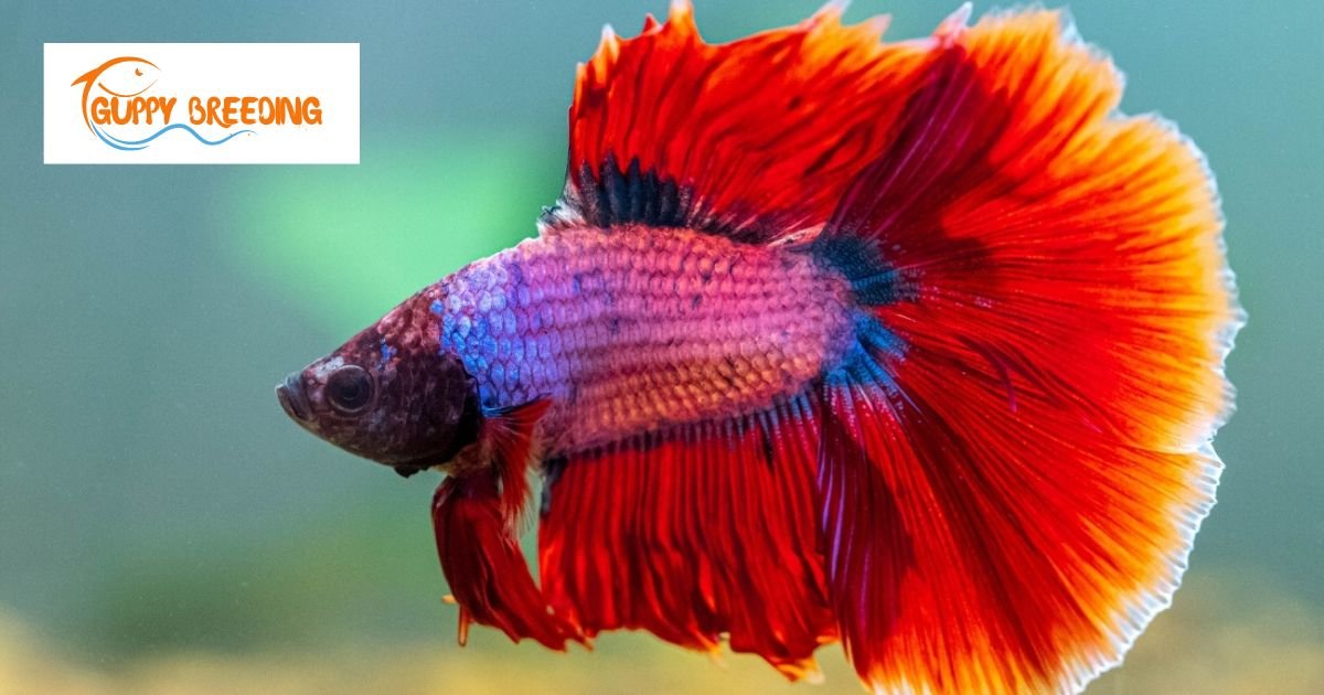 Breed Guppies – Best Tips You Need to Know